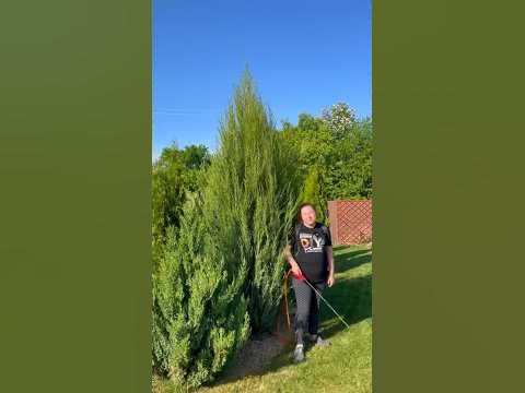 Как ускорить рост хвойных растений и сделать так, чтобы они были ...