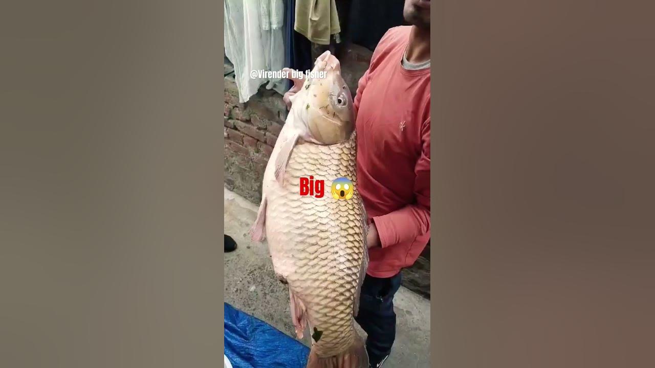 Virendra big fisher big fisher common car (kg17)😱😱 - YouTube