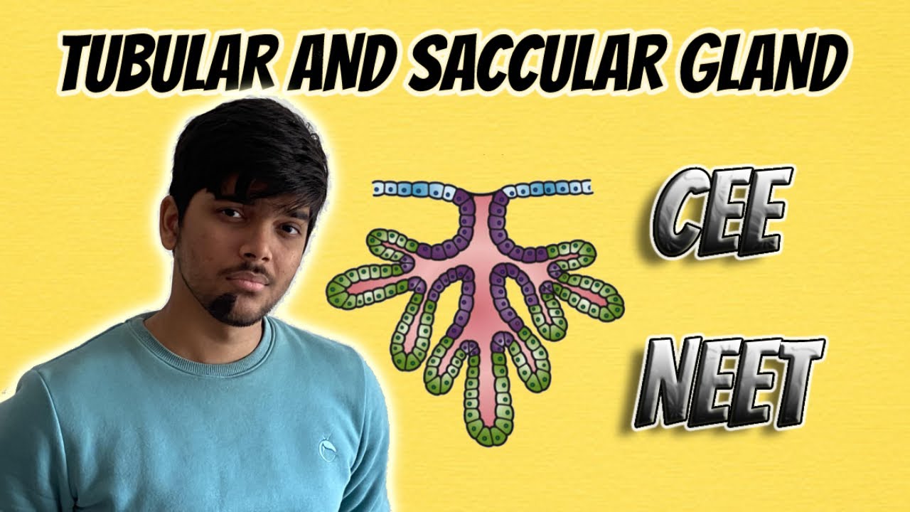Animal Tissue - Tubular and Saccular Glands (NEET/CEE) VIDEO 12 - YouTube
