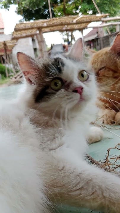 "Enjoying Catnip with Friends "友達とキャットニップを楽しむ" (Tomodachi to kyattonippu o tanoshimu) - YouTube