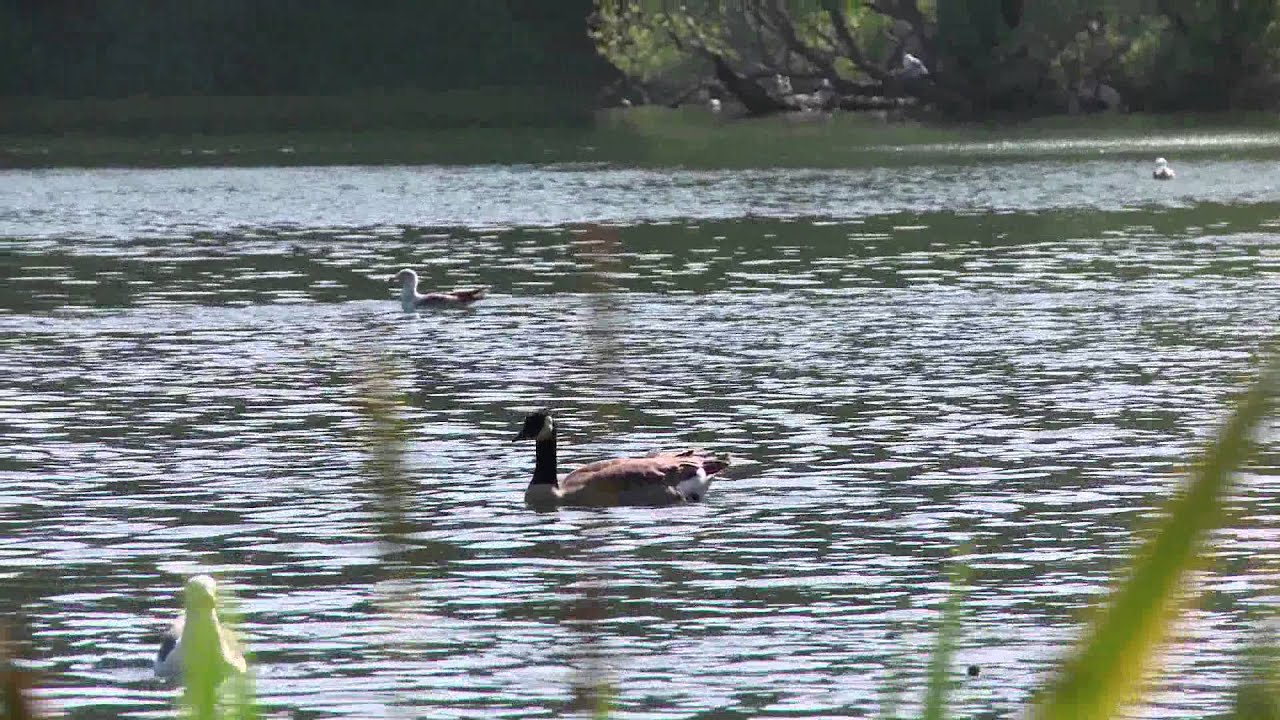 duck gets ran over by paddle boat - YouTube