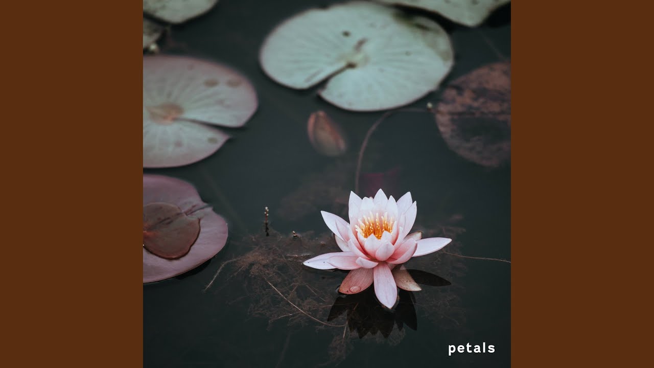 Lotus - YouTube