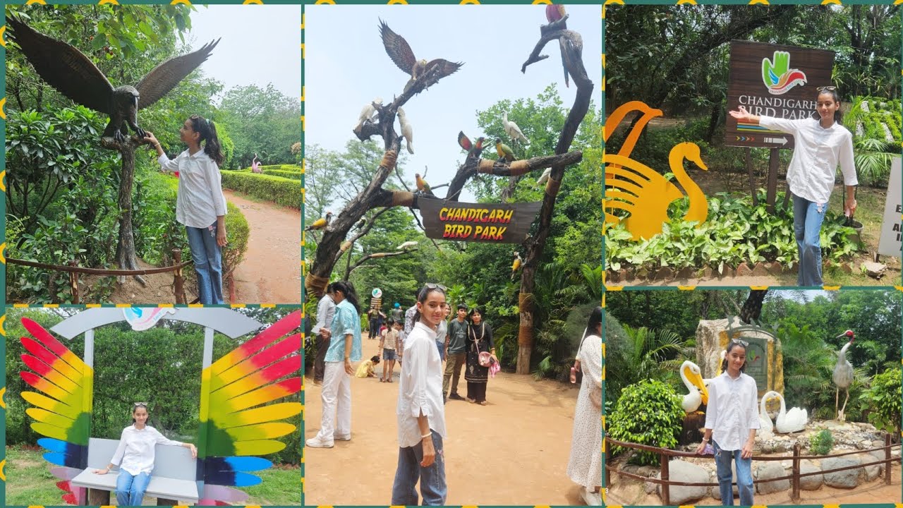 Chandigarh Bird Park🦩🦚🦜 # Chadigarh # Chanigarh tourist places # bird ...