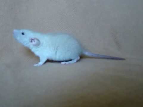 3 weeks old pet rat baby - YouTube