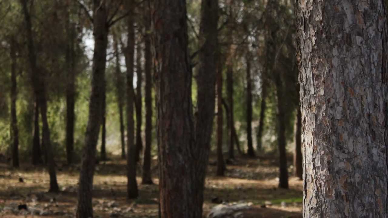 Bosques em Israel - Forests in Israel - Holy Land - YouTube