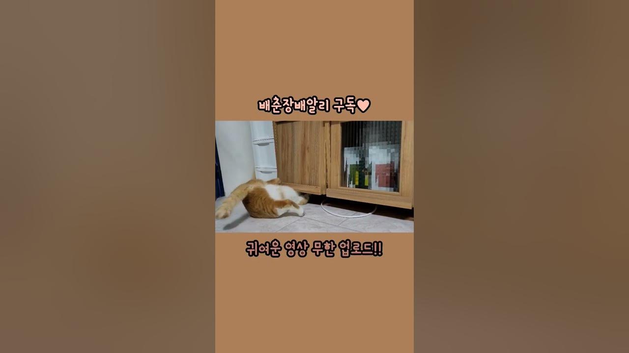 장난감에 진심인 고양이 Youtube