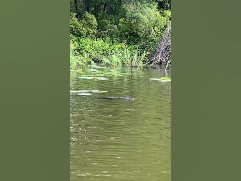I have never seen these in the wild. Alligator spotted while bass ...