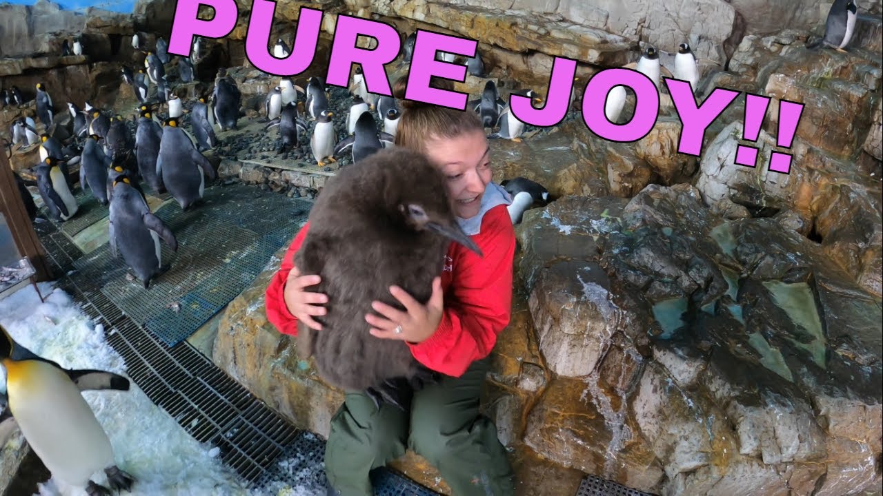 SeaWorld Penguin Tour - YouTube