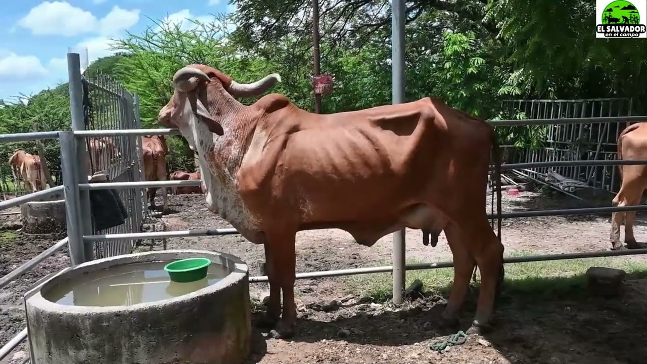 Vacas Indobrasil Gyr Puras y Encastadas-El Salvador en el Campo - YouTube