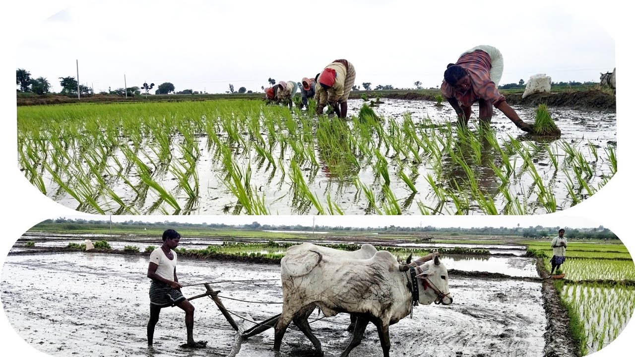 vari natu veyadam in telugu-vari natu vese vidhanam-bulls showing-vari ...