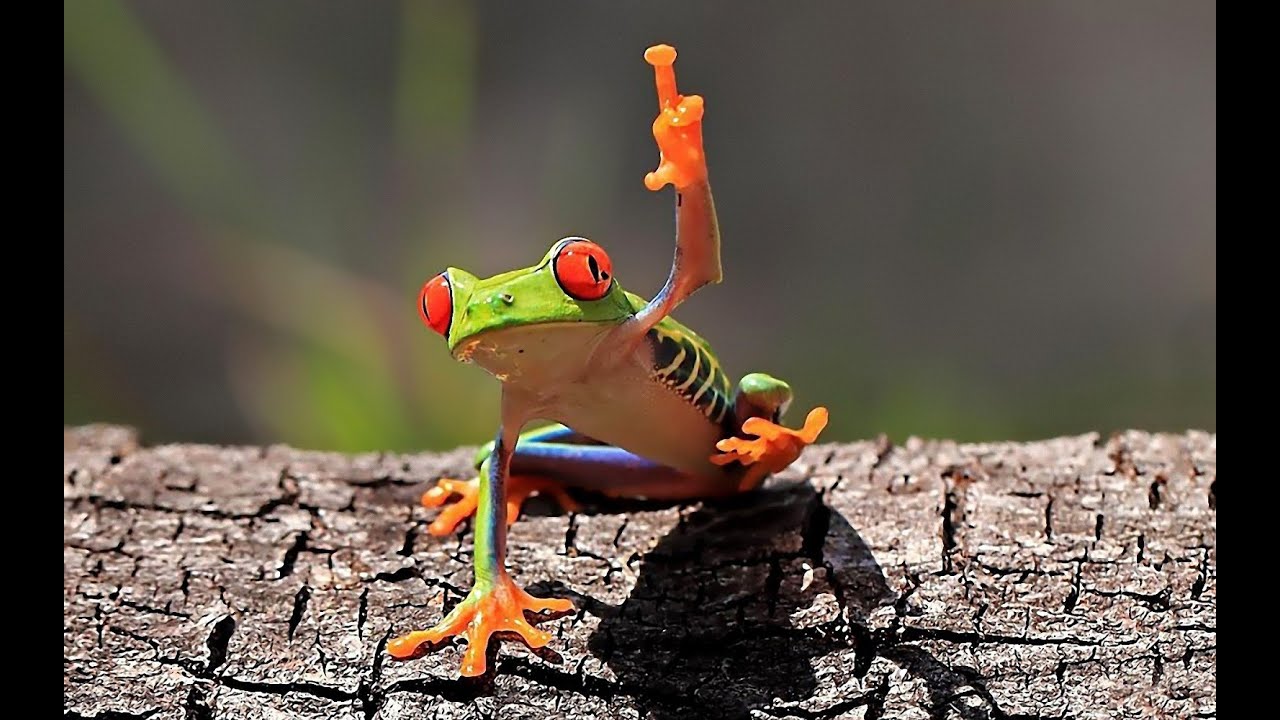 LA RANA BOCONA / REFLEXIÓN DE VIDA - YouTube