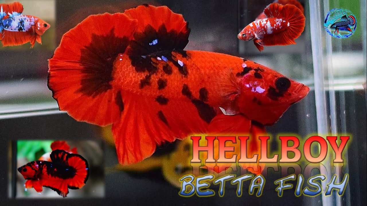 Betta Fish Hellboy - YouTube