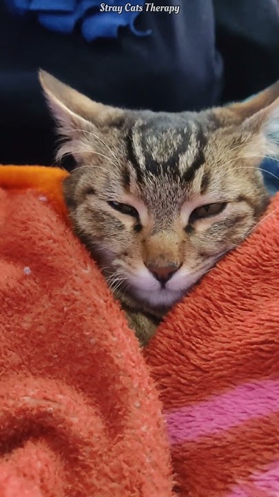 Don't Disturb Me Hooman | The Stray Cats Therapy - YouTube