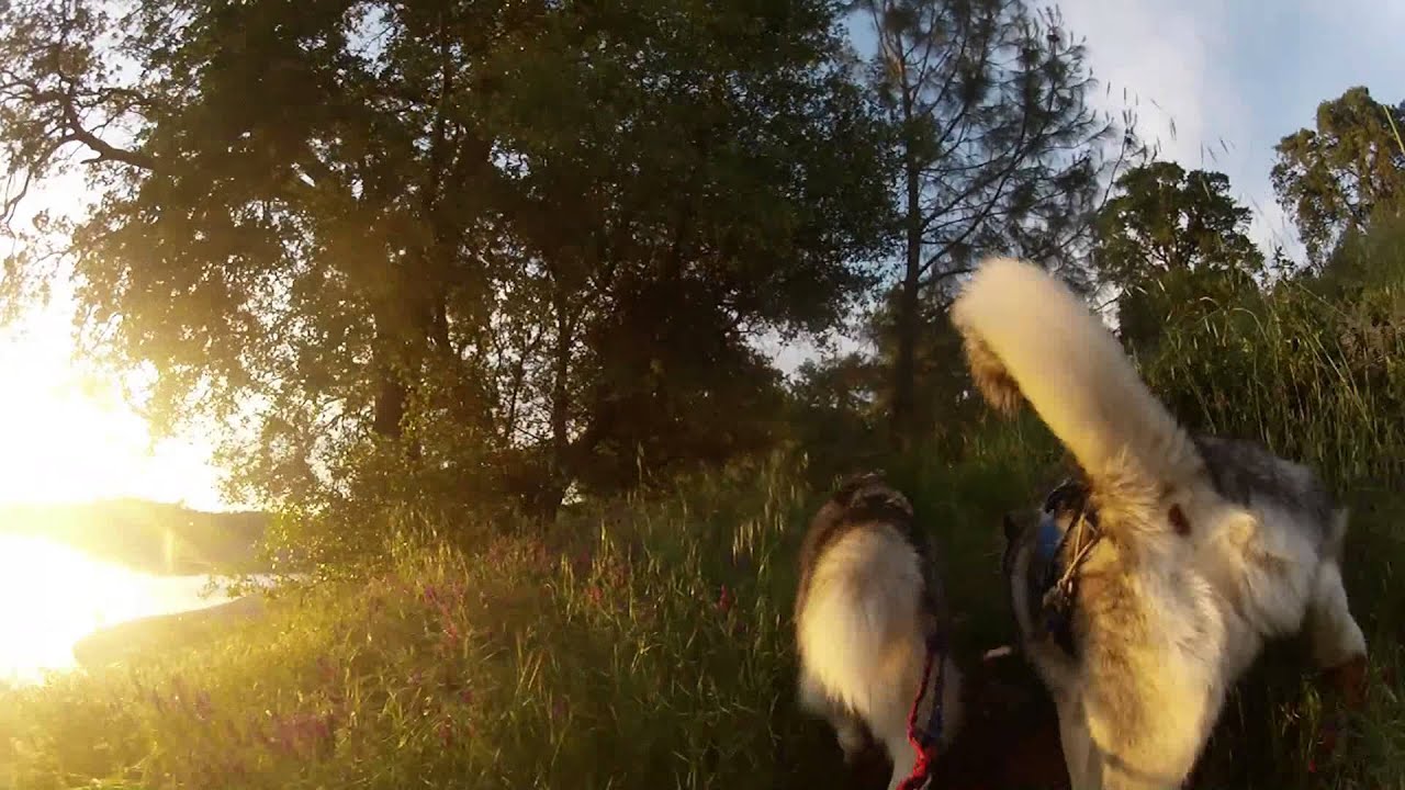 PAWTREKKER Extreme Urban Mushing @ Folsom Lake CA Dog Scootering - YouTube