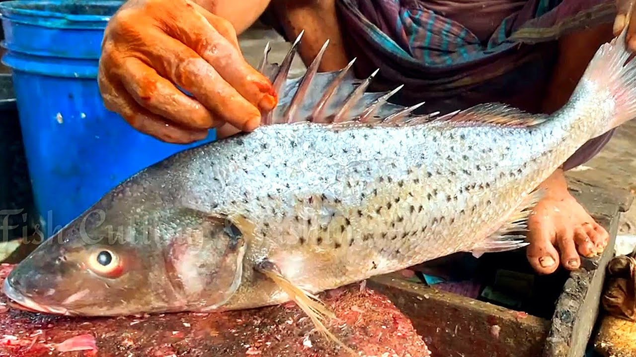 Giant Big Tiger Snapper Fish Most Expensive Fish Cutting Skills ...