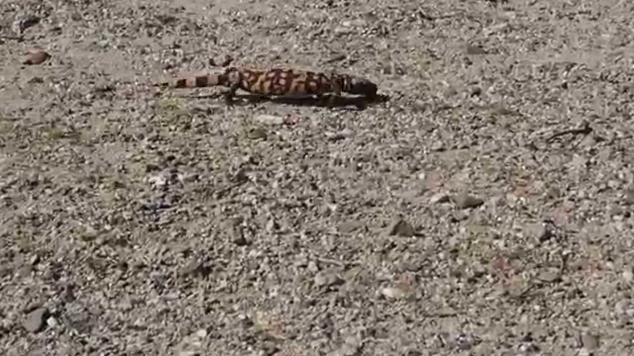 Baby Gila Monster Gets The Evil Eye - YouTube