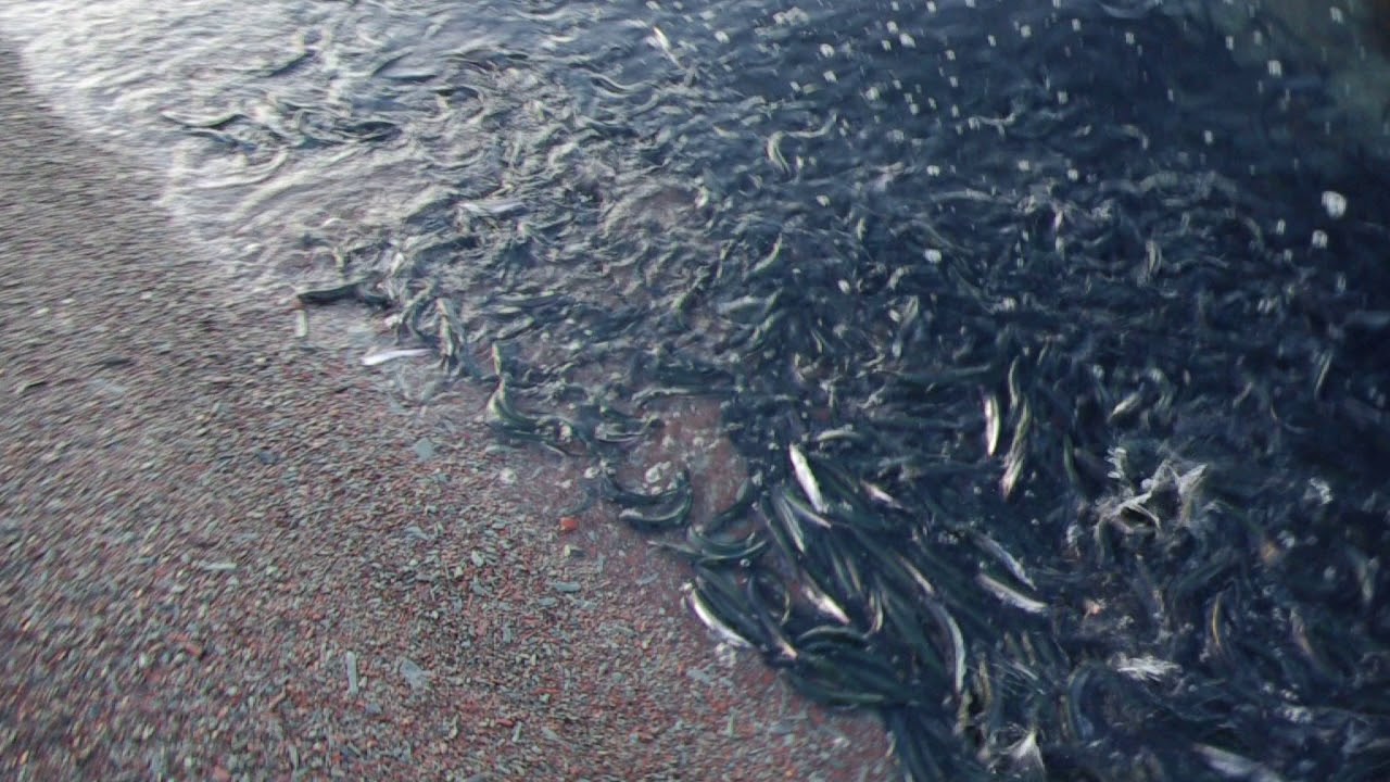 Close Up Capelin roll Petley, Random Island, Newfoundland and Labrador ...