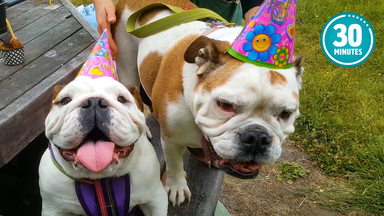 😂 Hilarious Cat & Dog Marathon 😹 | 30 Minutes - YouTube