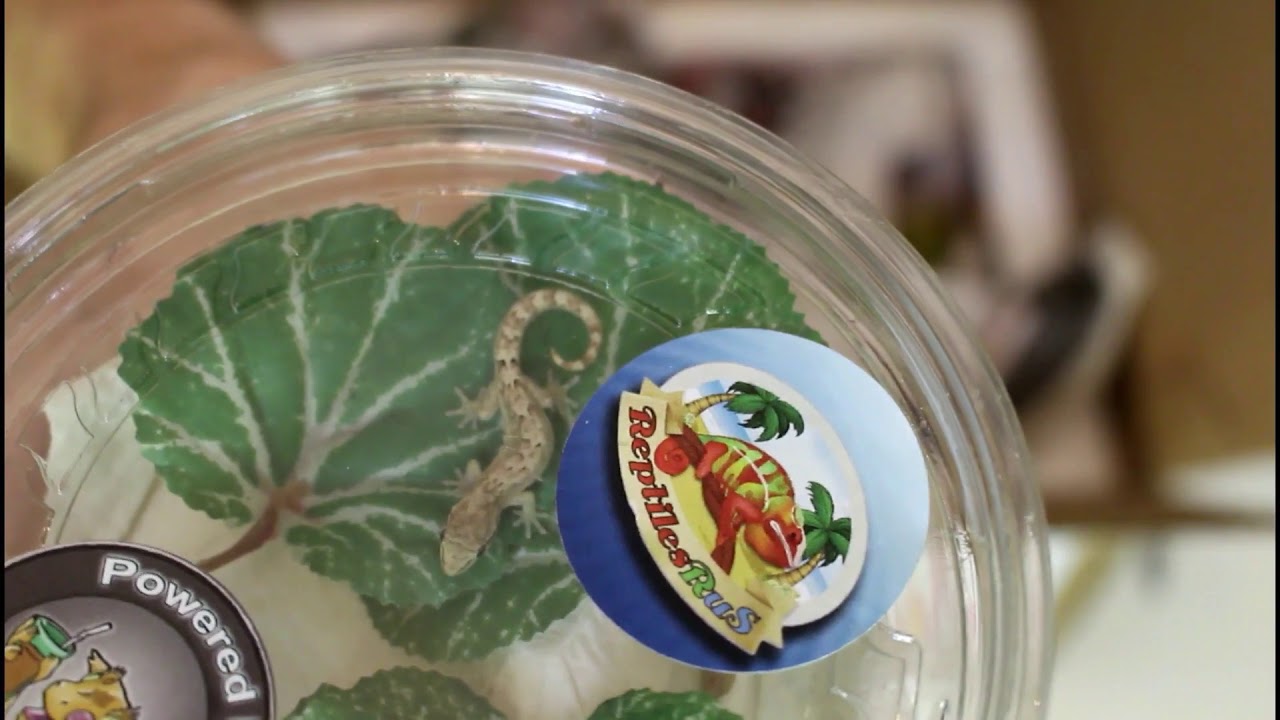 gecko unboxing ReptilesRuS/Reptile Express "mourning geckos" - YouTube