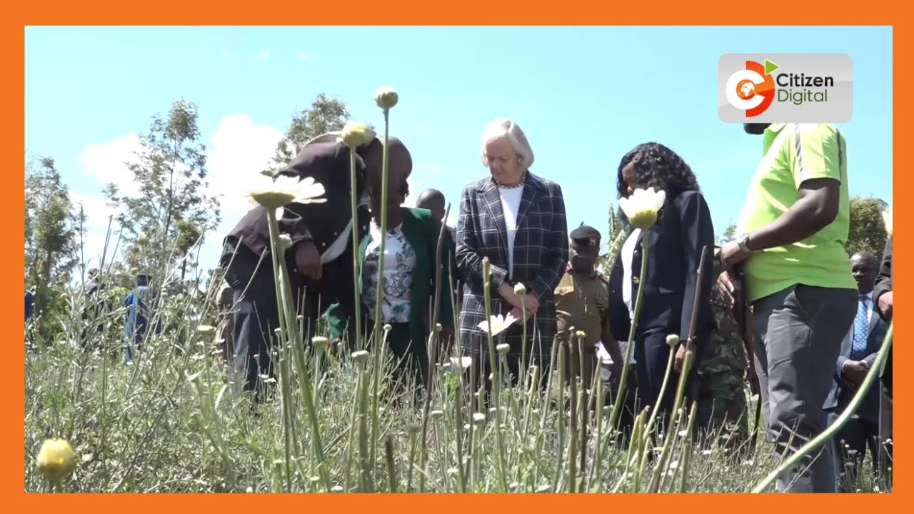US ambassador pledges to support pyrethrum farming in Nakuru - YouTube