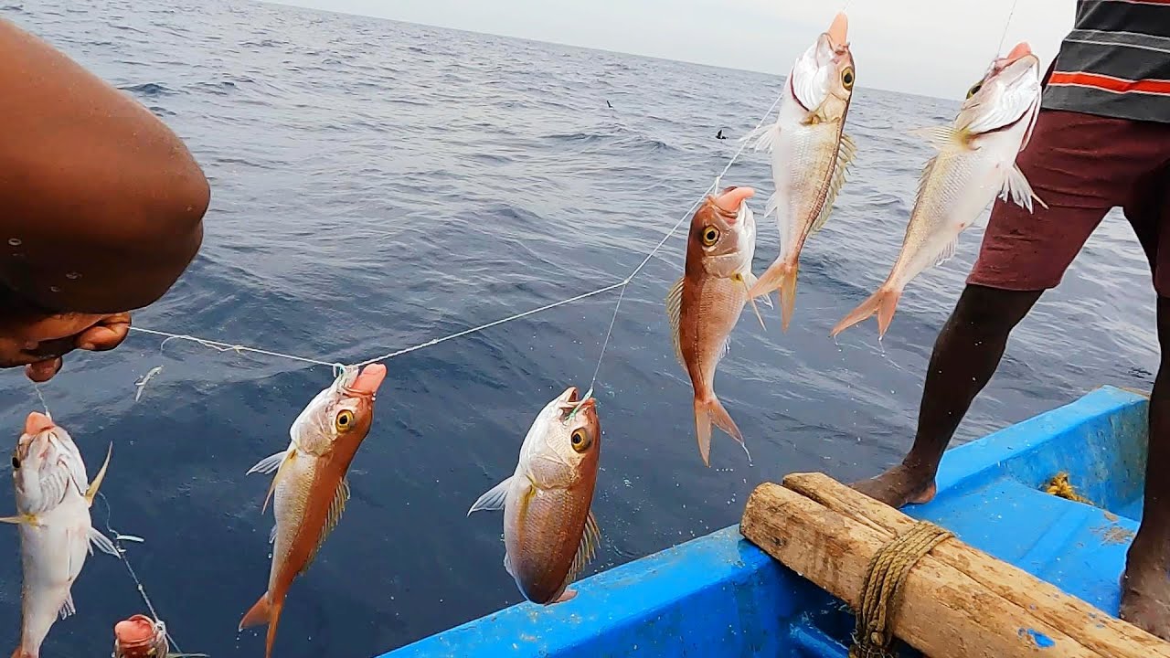 Catching Rosy Snapper Fish in the Sea - YouTube