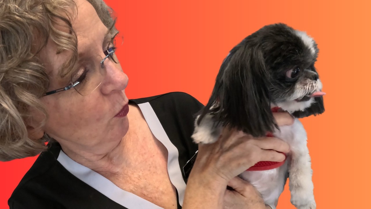 Grooming This Rambunctious Dog | Shih Tzu | Evie - YouTube