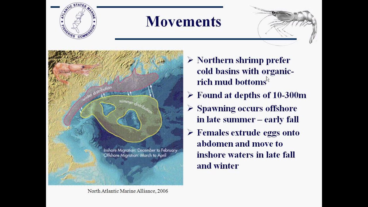 ASMFC - Northern Shrimp Science Meeting Part 2 - YouTube