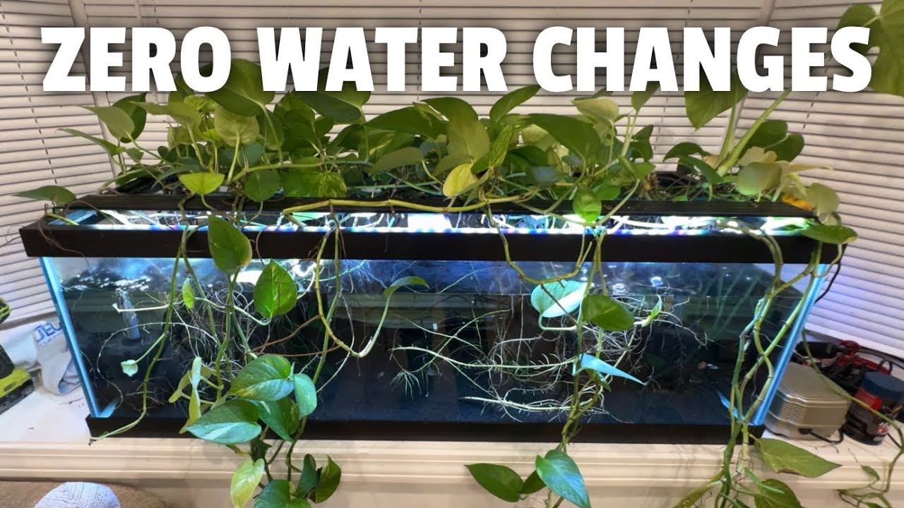 My ZERO WATER CHANGE tank system - YouTube