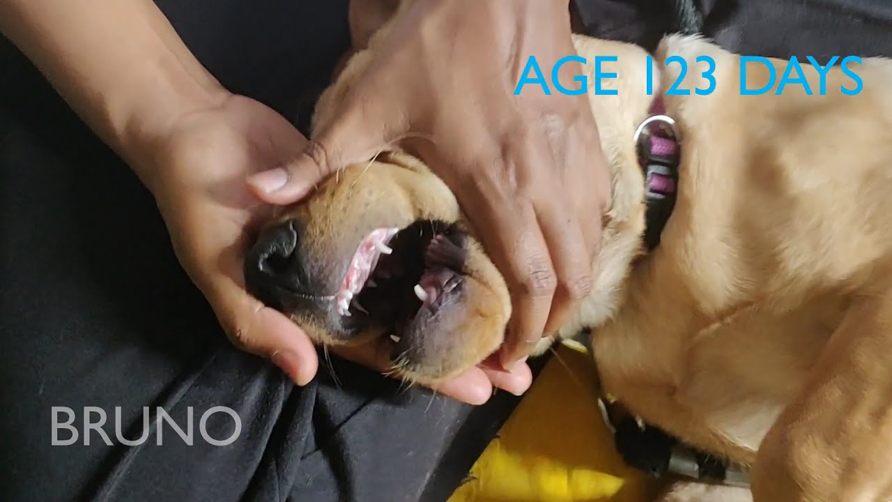 #29 | Milk Teeth & Permanent Teeth of Labrador | Age 123 - 150 ...