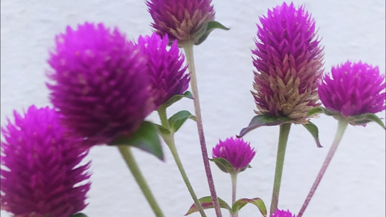 gomphrena plant care tips /vadamalli plant care tips - YouTube