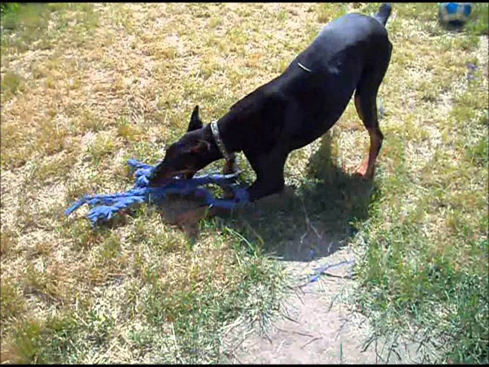 doberman playing - YouTube