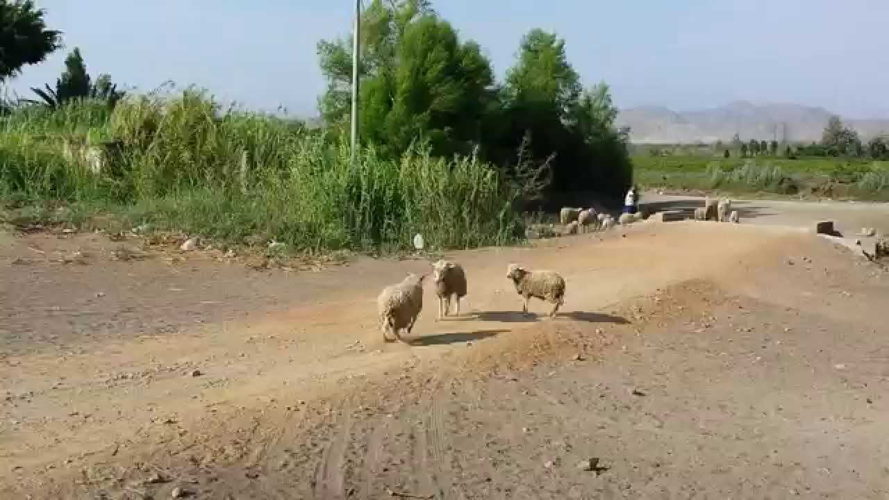 Pelea de carneros - YouTube