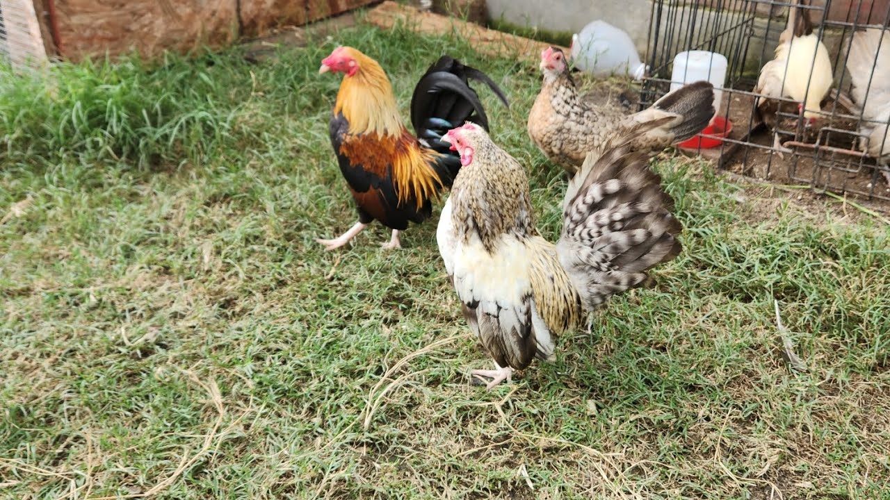 🐓🐓dominguito con mis gallitos finos desde texas🐓 - YouTube