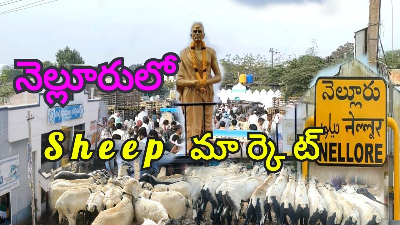 How to reach Nellore sheep market నెల్లూరు సంత కి ఎలా చేరుకోవాలి 6-5 ...