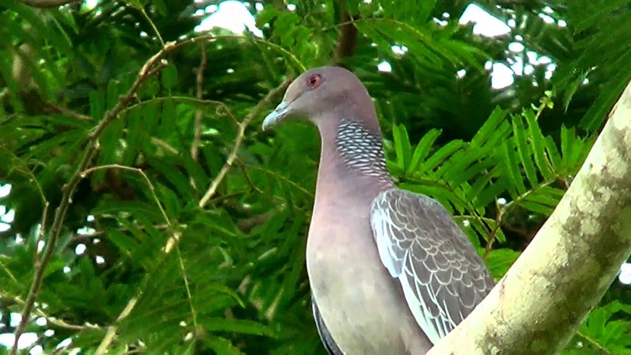 ASA-BRANCA (PATAGIOENAS PICAZURO) PICAZURO PIGEON, Pomba-carijó, Pomba ...