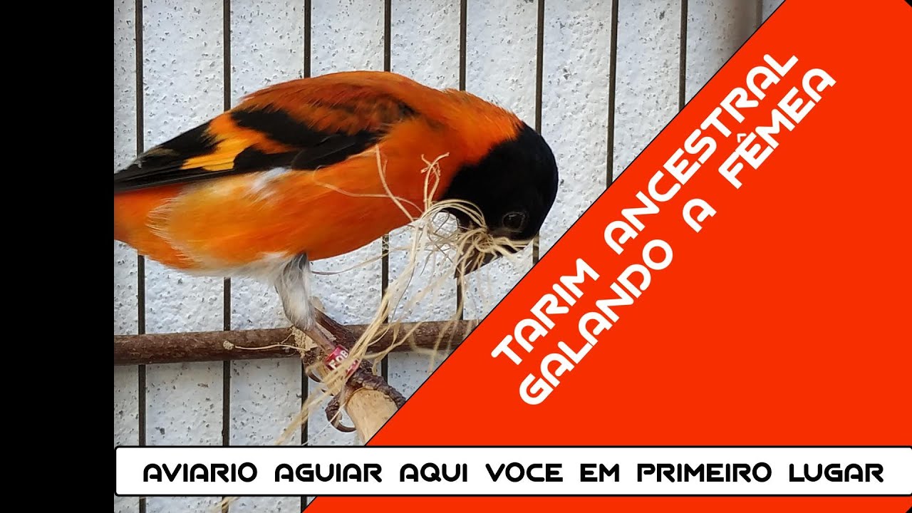 TARIM ANCESTRAL GALANDO A FÊMEA SETEMBRO 2022 - YouTube