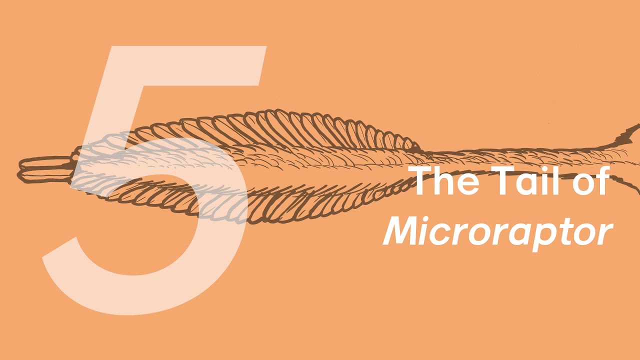 Gaoyuan the Microraptor 5: The Tail | Learn to Draw Dinosaurs with ZHAO ...