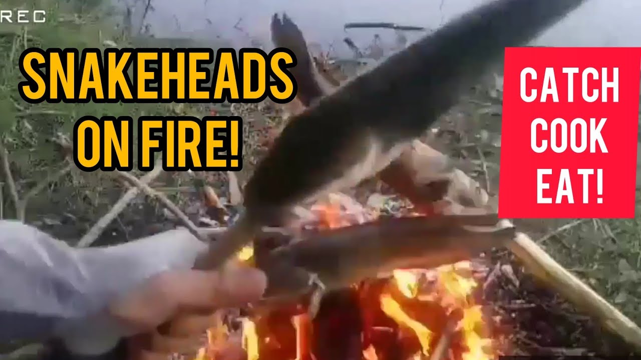 Snakehead catch, cook and eat! - YouTube
