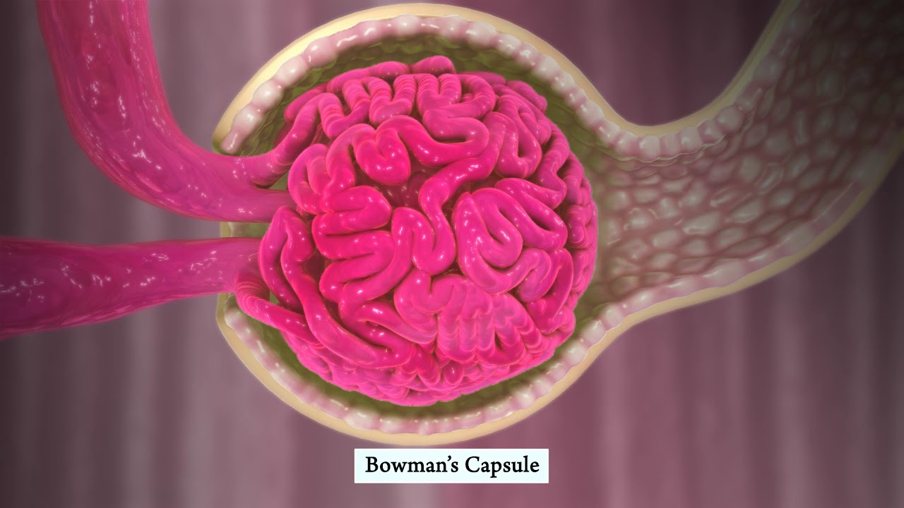 Bowmans Capsule 170928 01 - YouTube