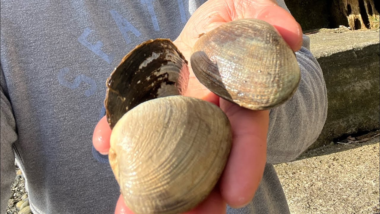 Looking for Some Good Clams! - YouTube