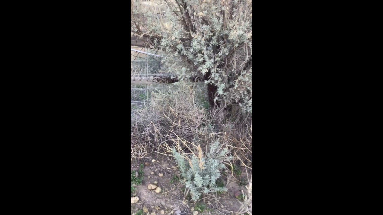 2020 April Mormon Cricket Swarm - YouTube