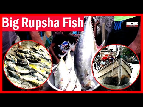 জেলেদের জালে ধরা পড়লো বড় বড় রুপসা মাছ । Big Rupsha Fish - YouTube