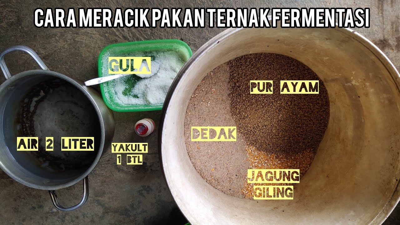 CARA MERACIK PAKAN AYAM FERMENTASI MENGGUNAKAN YAKULT - YouTube