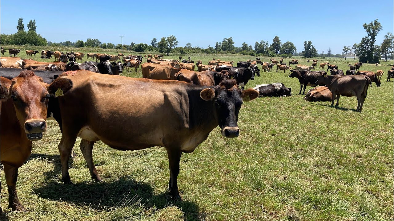 Arreo o rodeo de vacas en una granja chilena-neozelandesa 🇨🇱🇳🇿🐮 - YouTube