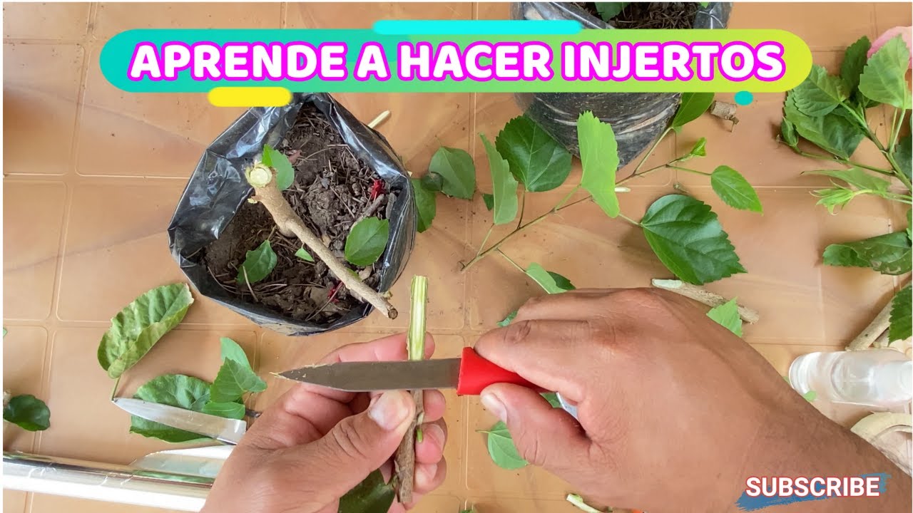 APRENDE A INJERTAR CUALQUIER TIPO DE PLANTA, COMO INJERTAR PLANTAS ...