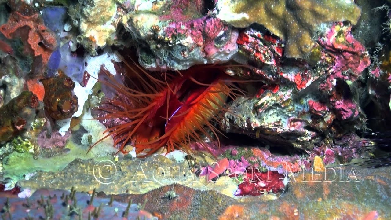 Electric Clam "electrocutes" itself. Awesome footage! HD 1080p. - YouTube