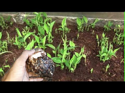 How to grow 50+ banana plants from one rootstock by motivation life ...