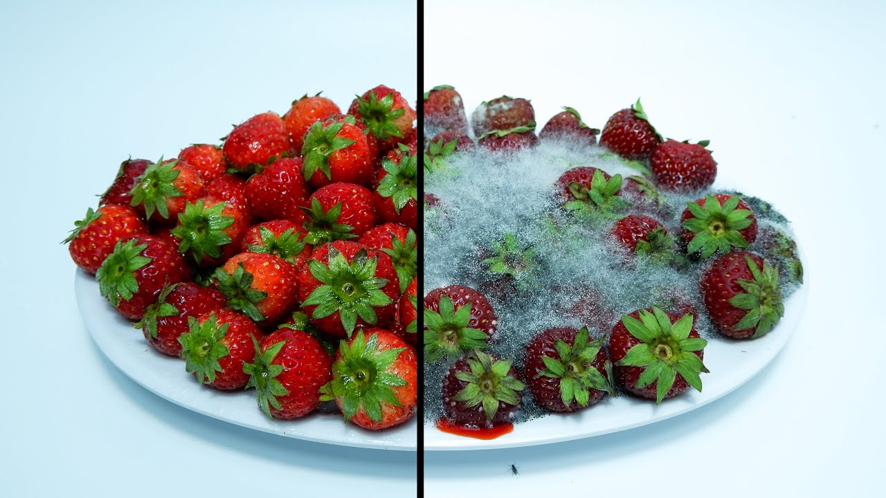 Rotting Strawberry Time Lapse 35 Days 4K Ultra HD - YouTube