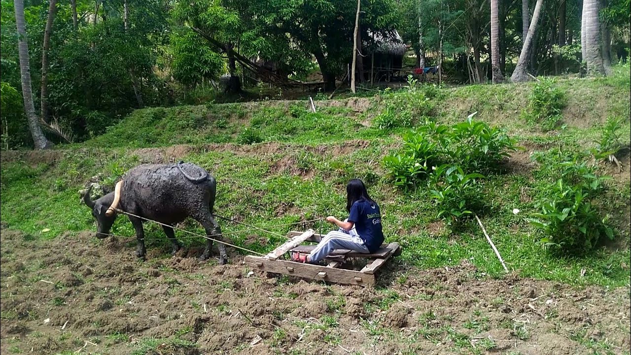 Driving the Traditional Tractor of Filipino Farmers - YouTube