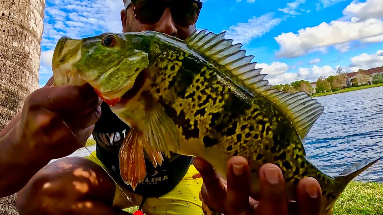 Peacock Fishing in Florida. #fishing #peacockbass #youtube - YouTube